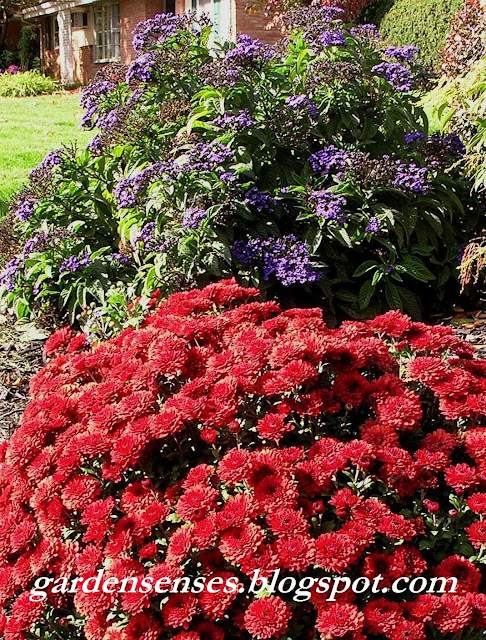 Garden Sense: Mums - Stunning Combinations