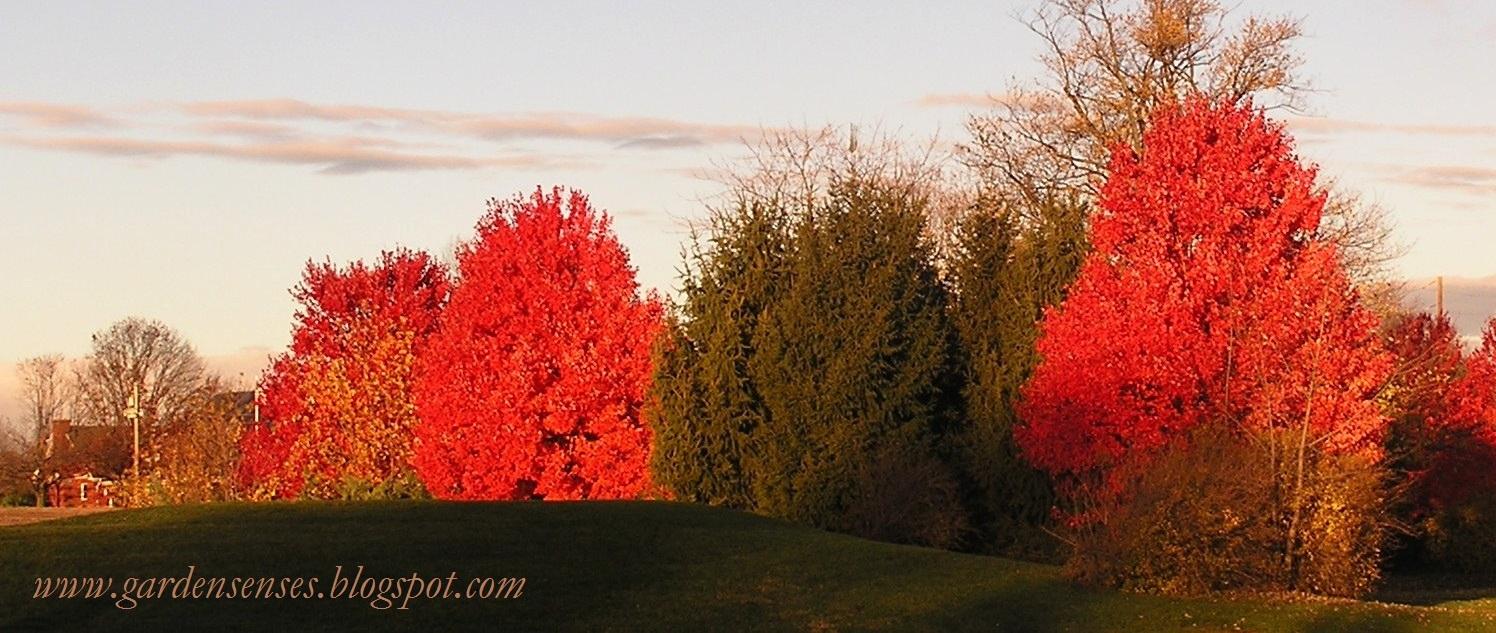 Garden Sense: Fall Color - Brilliant Trees
