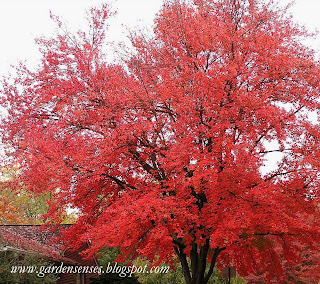 Garden Sense: Fall Color - Brilliant Trees