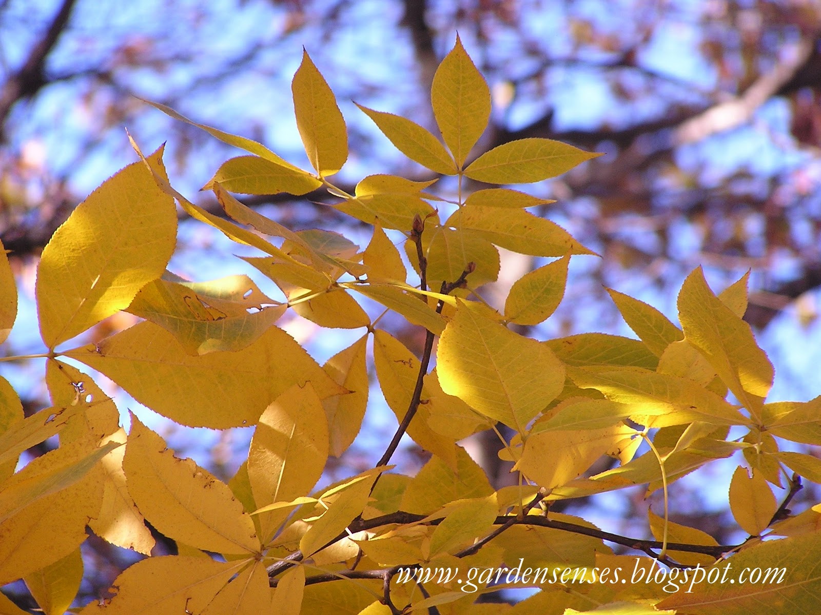 Garden Sense: Fall Color - Brilliant Trees