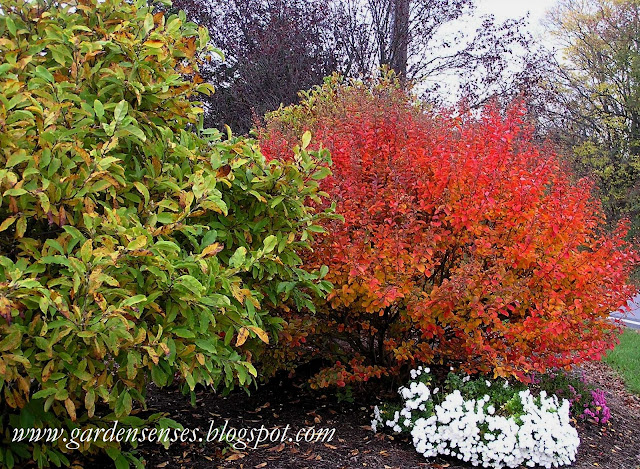 Garden Sense: Fall Color - Shrubs