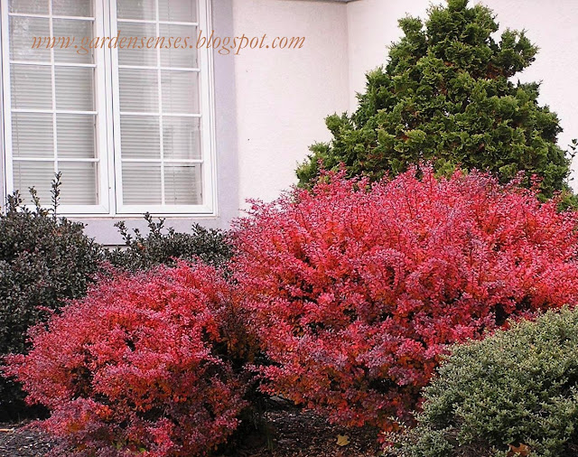 Garden Sense: Fall Color - Shrubs