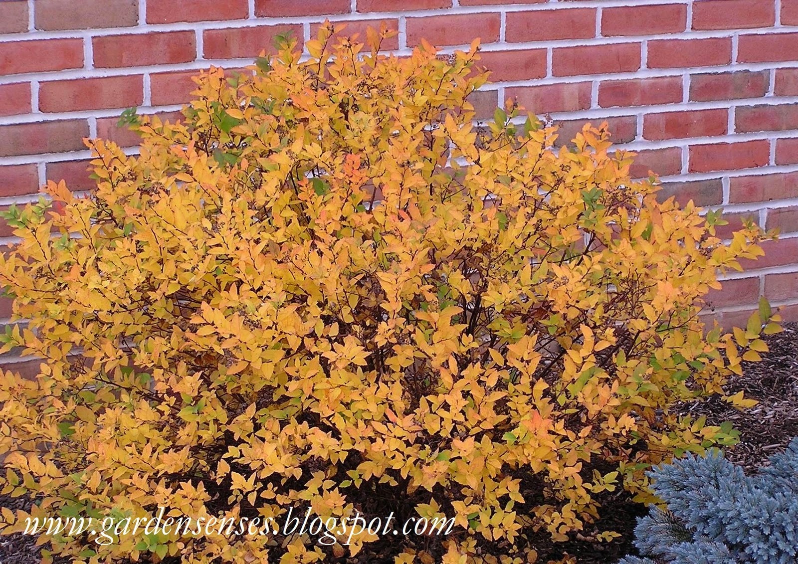 Garden Sense: Fall Color - Shrubs