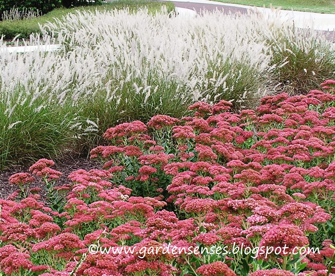 Garden Sense: Line in the Landscape