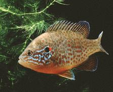 Todo sobre el percasol