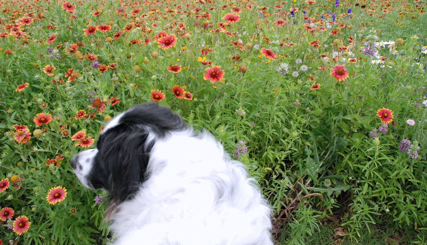 Raising Addie: Flowers for Mona