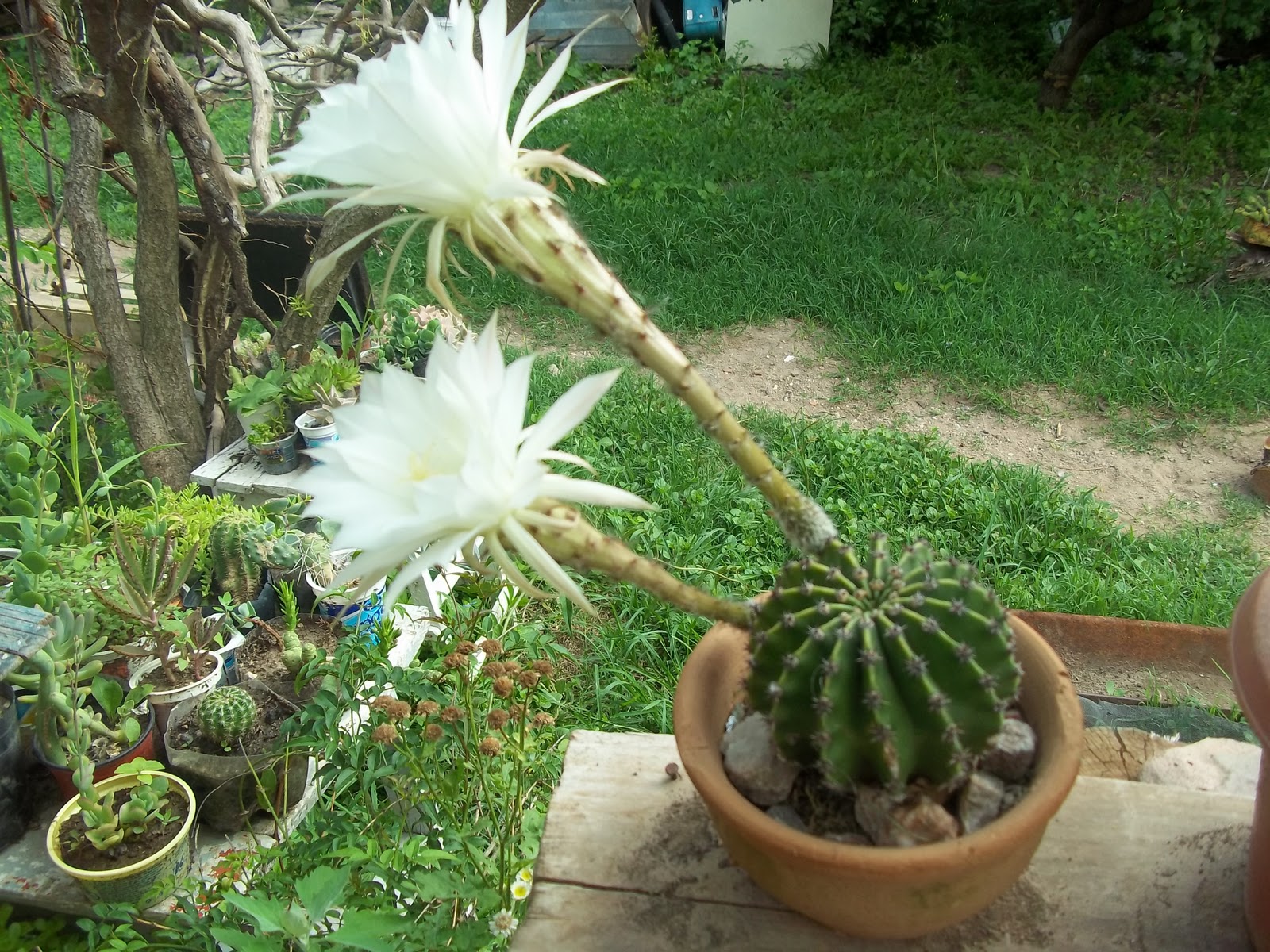 SOL Y LUNA HUERTA ORGANICA: CACTUS FLORECIDOS