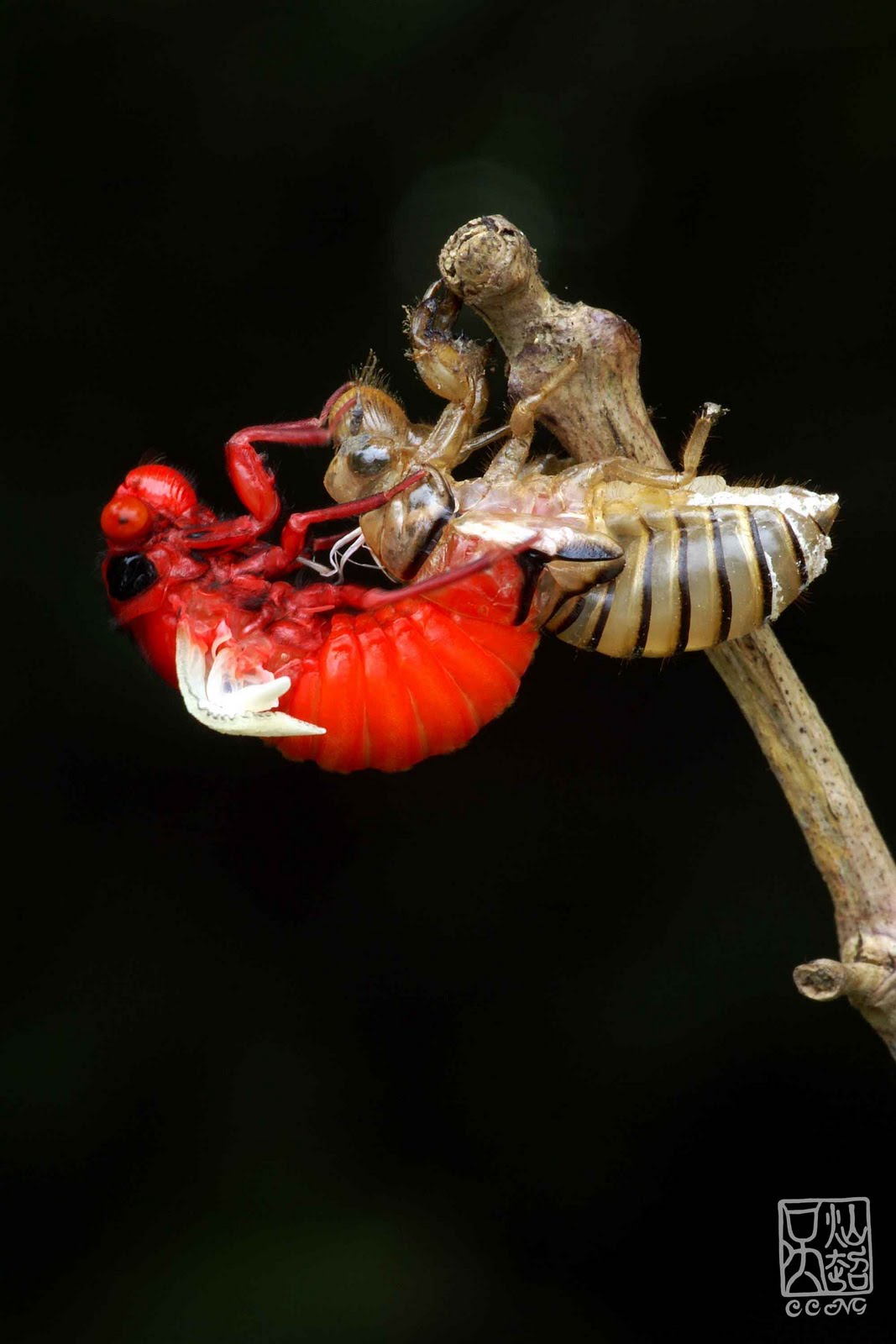 Shoot The Hooker: LIFE CYCLE OF THE BLACK AND SCARLET CICADA (HUECHYS ...