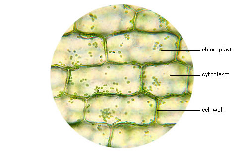 Biología1Secundaria: Tercera clase de laboratorio