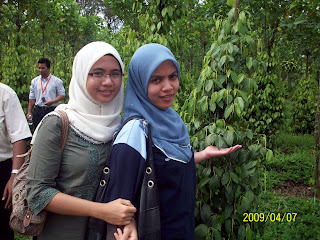 airuzai: Ladang Lada Hitam