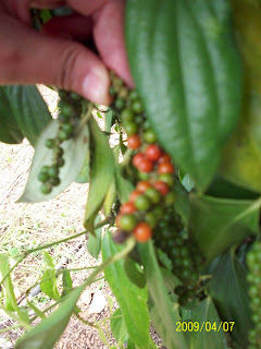 airuzai: Ladang Lada Hitam