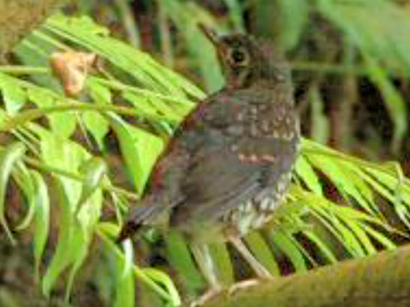 Singing Bird Collection: Zoothera andromedae (Anis Hutan)