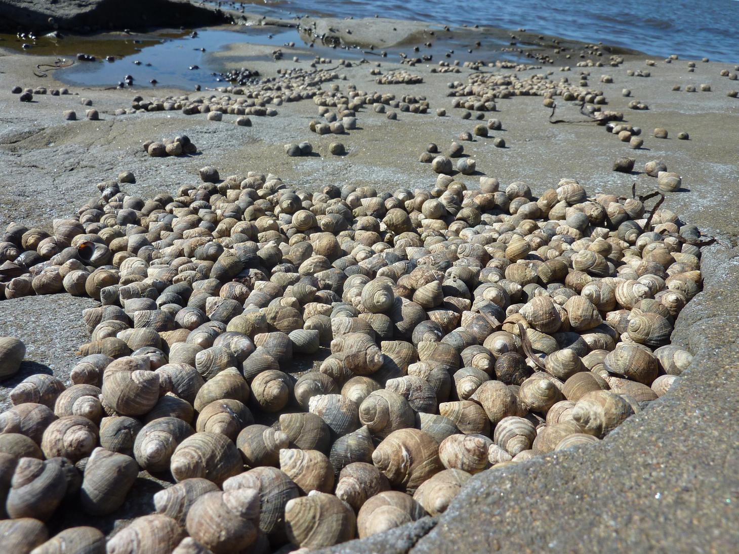 Matthew and Nancy's North American Tour: Escuminac Beach, NB