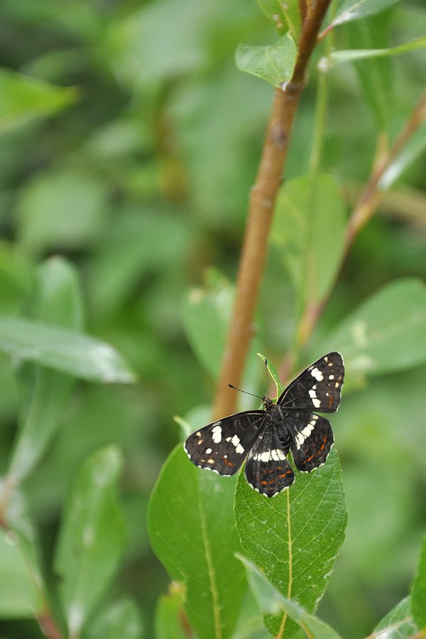 Nature Photography by Marigold Photography: Liblikad. Butterflies.