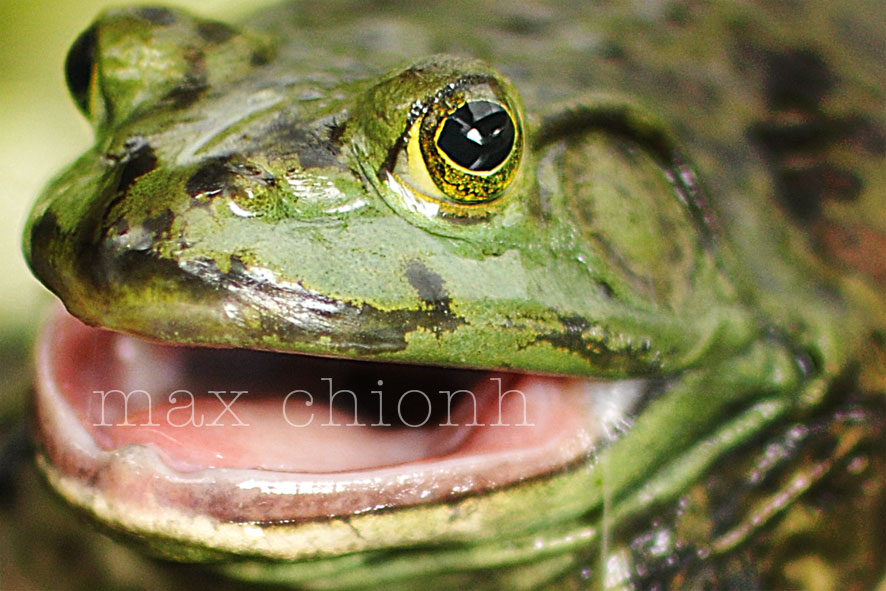 the snapping tortoise: Goat, Frog & Fish Farms