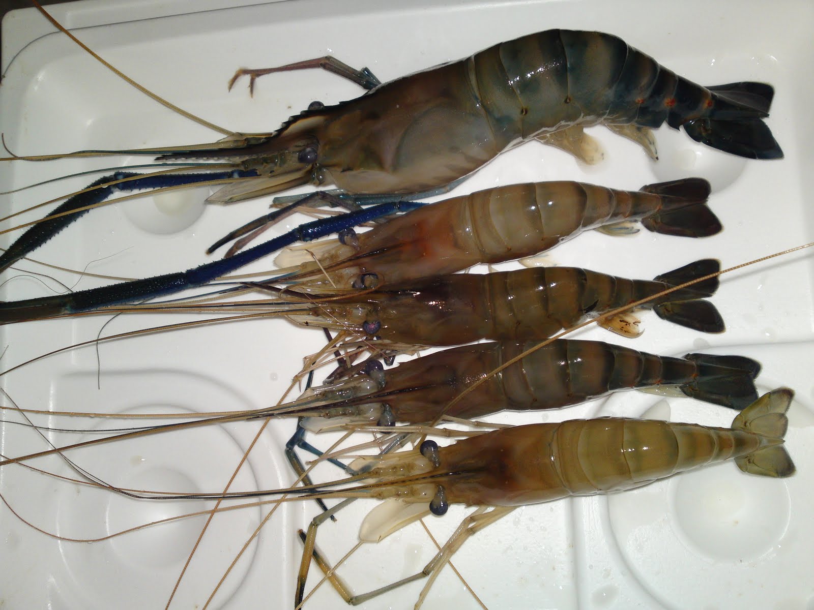 Fish On..!: MENGAIL UDANG GALAH