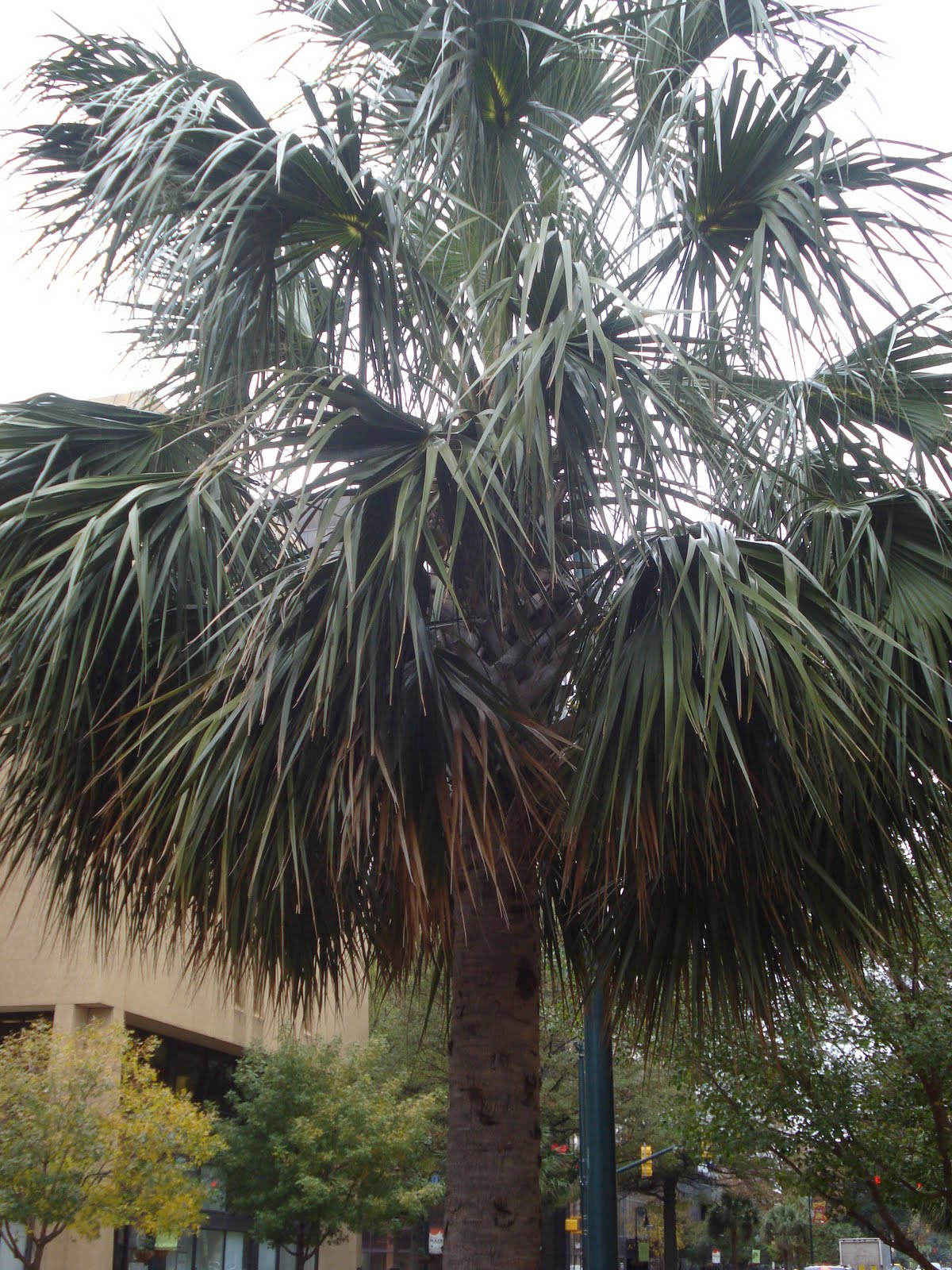 Karls-are-US: The Carolinas