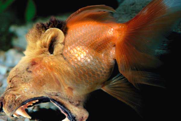 My thoughts on everything...: hybrid animals in digital media..