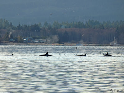 Denman Island Landscape: Orca pod in Baynes Sound