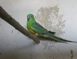 Ricky_Birds: Red Ramp