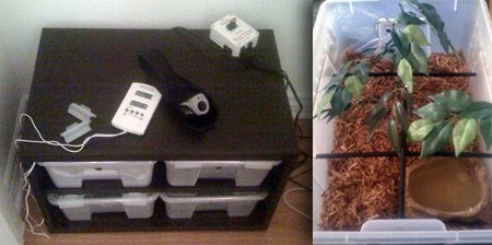 The Green Tree Python: Cage Requirements