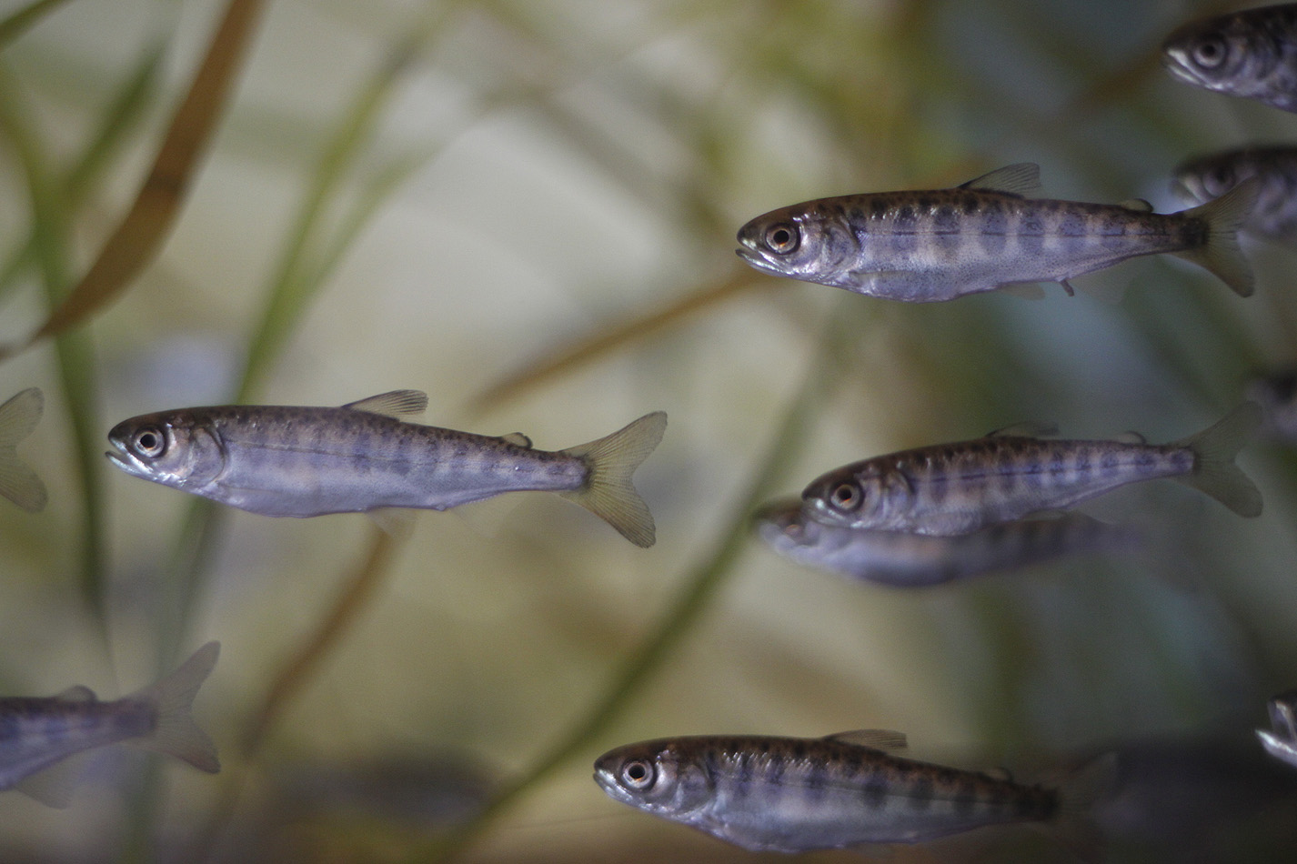 David VanKeuren's Photography: Scenes from the Seattle Aquarium