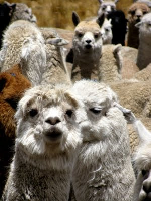 D'ici au Pérou: Faune du Perou/Fauna of Peru