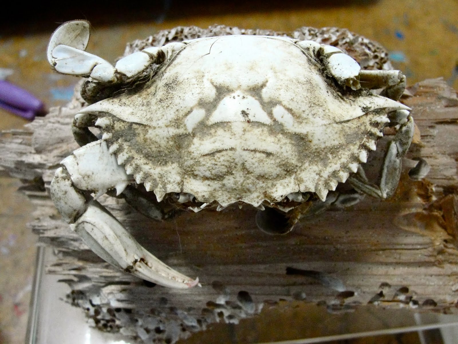 Art! Art!! Art!!?: Cardboard Crab = Progress Report