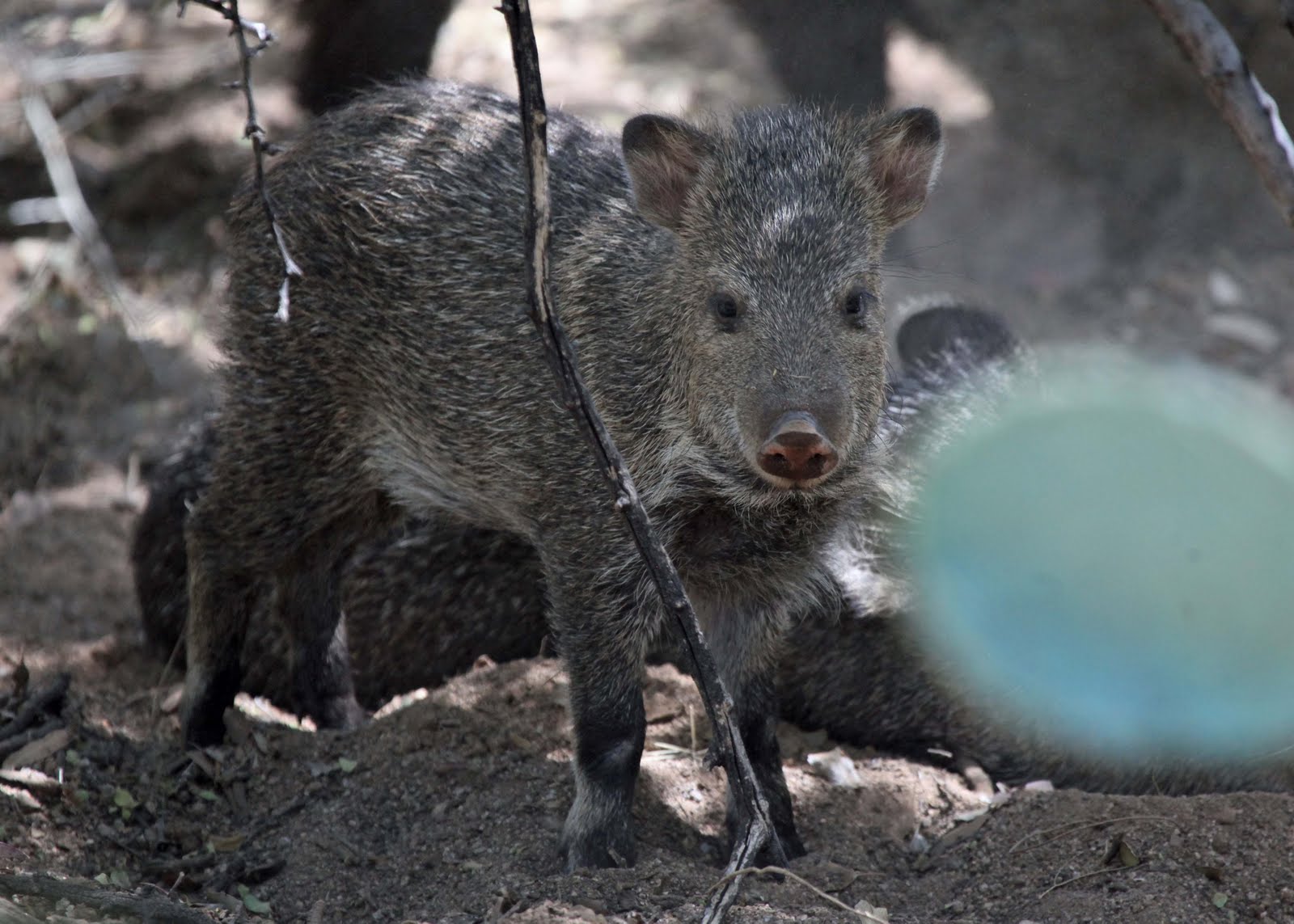 The Azure Gate: More Javelinas Today.