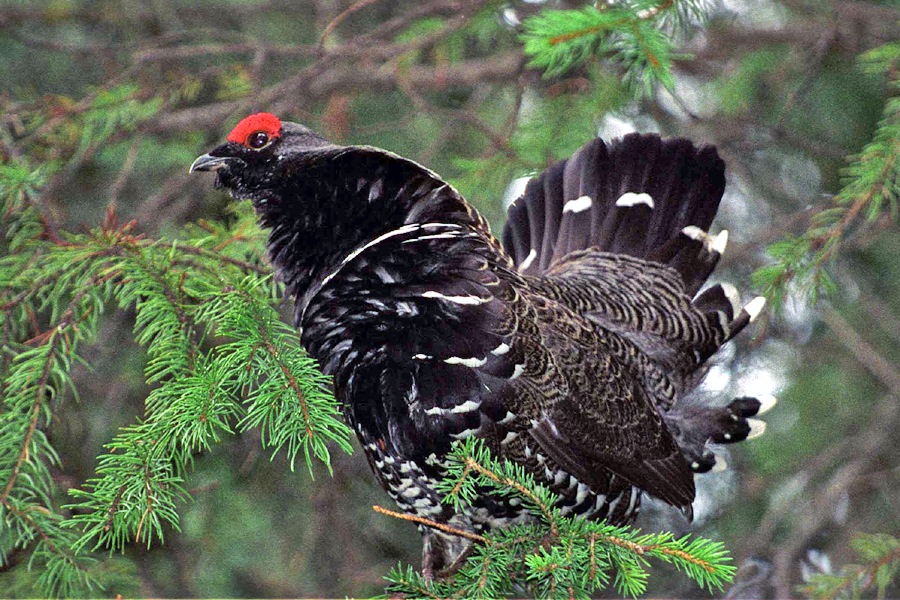 The Azure Gate: Ground Birds - IV