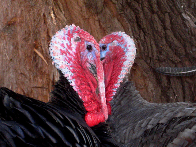 Just 2 Turkeys in Love