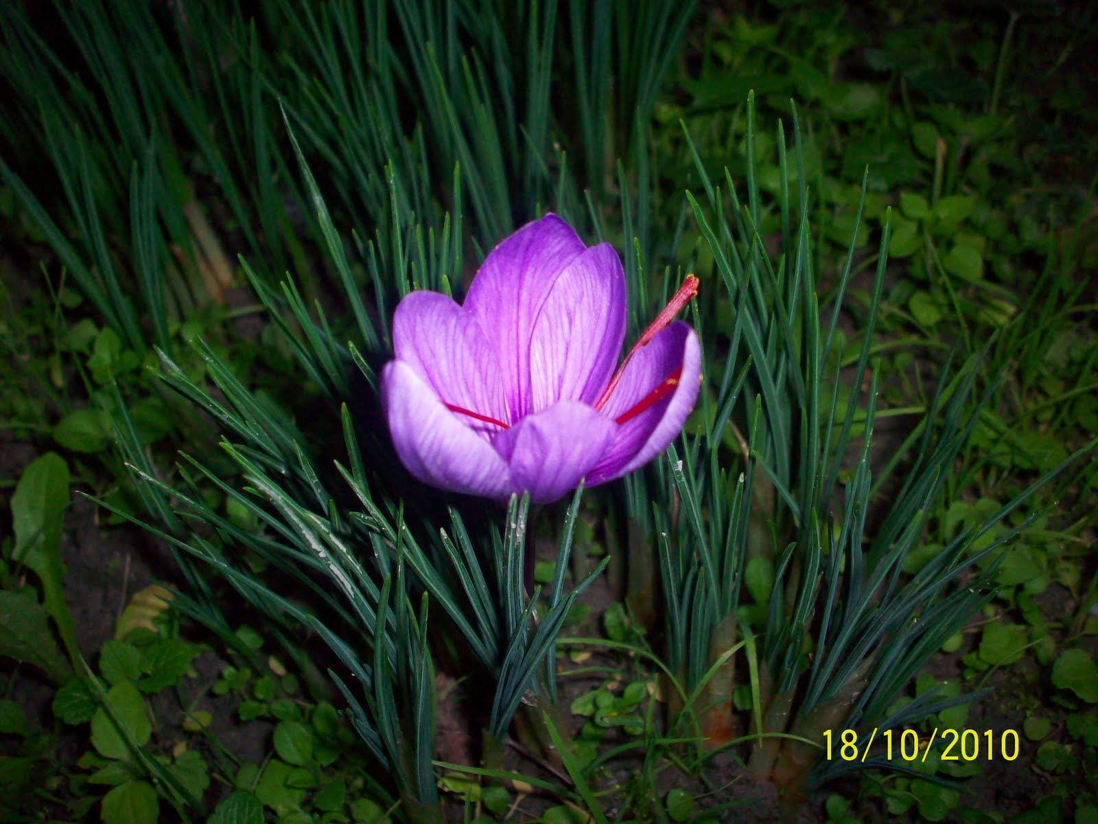 Sheki, Azerbaijan: Season of crocus (saffron)...II