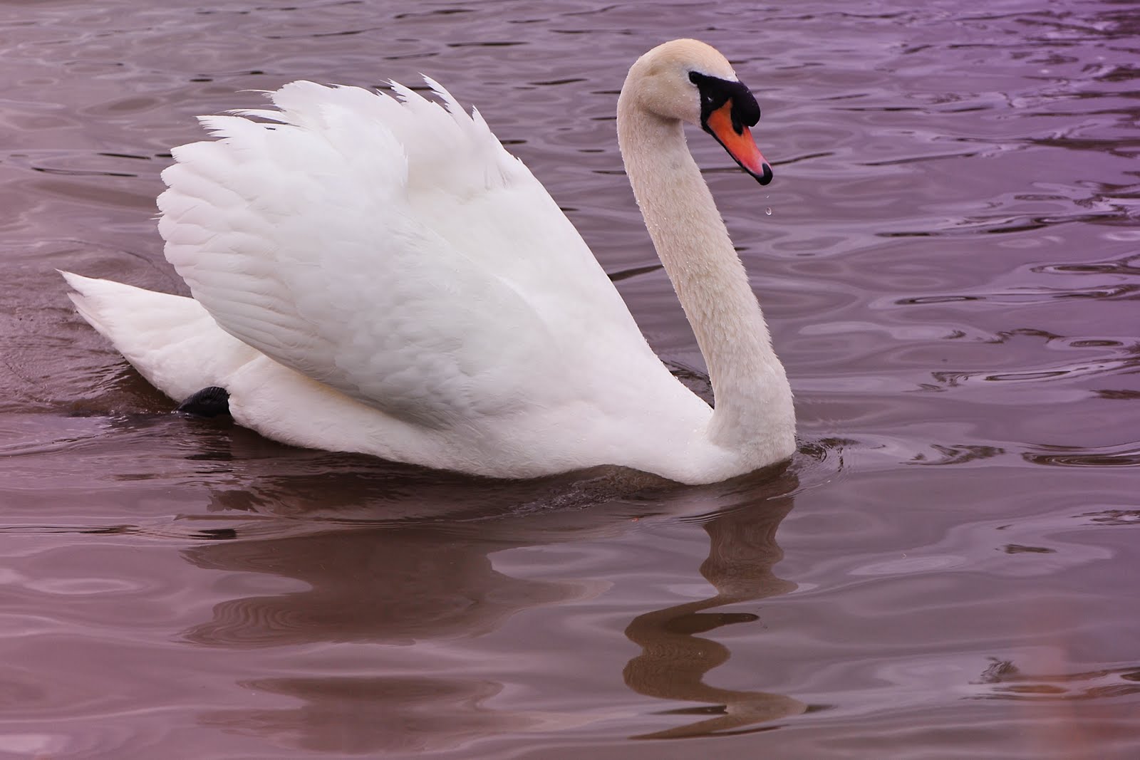 Warp MMX Photos: Swimming Swan