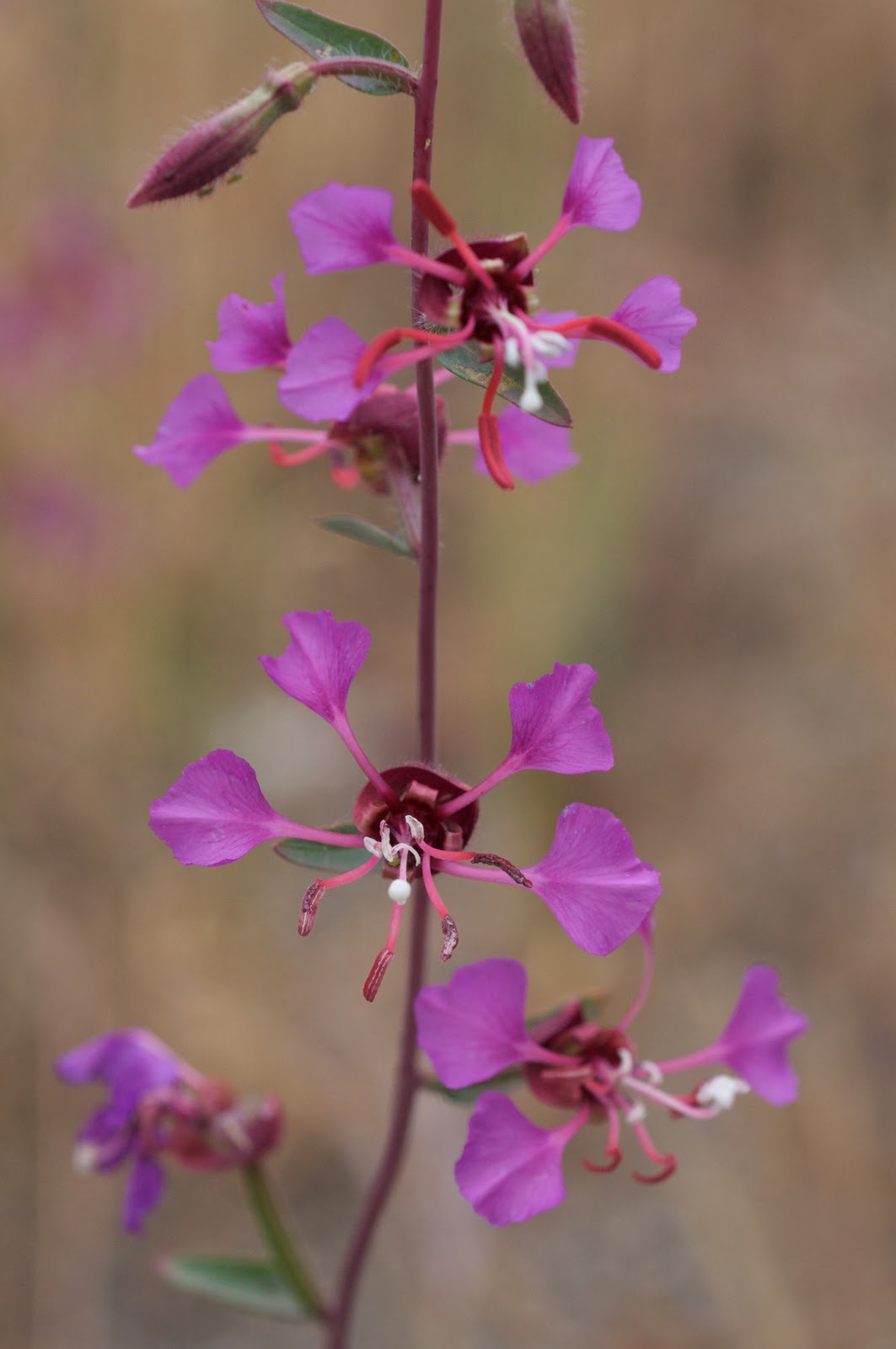 PlantWorld: Clarkia!