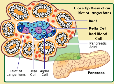 Pancreatic Beta Cell Research: Diabetes Background