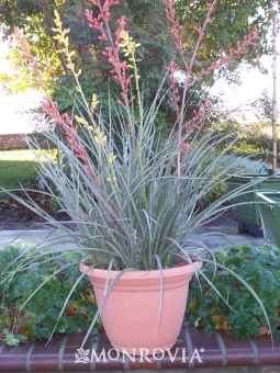 John Denson RLA Landscape Architecture Musings: Container Garden Plants ...