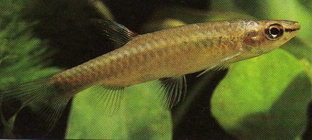 variety of luxurious and beautiful ornamental fish: Copella arnoldi ...