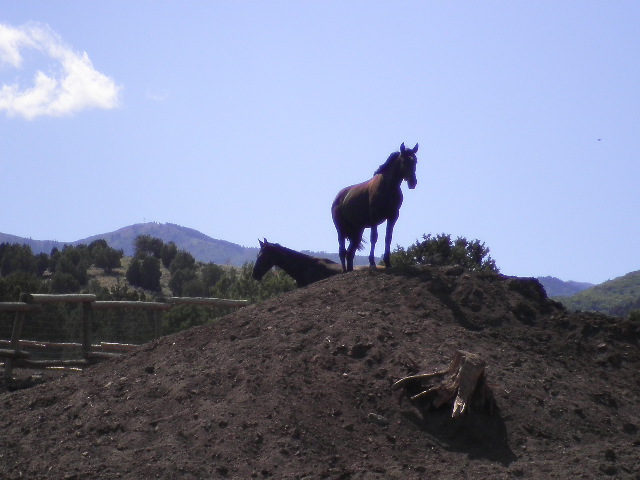 MonsterMobile Meanderings: The Wild Horse and Burro Center