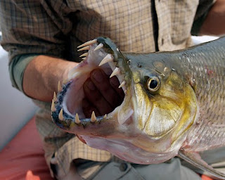 bikini bottom: Something about Goliath Tiger Fish