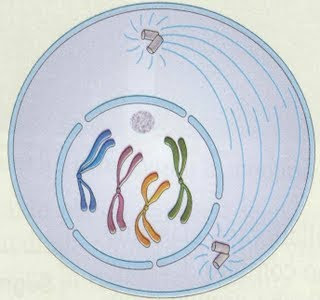 biomiraflores: PROFASE