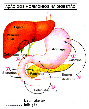 Sistema Digestivo