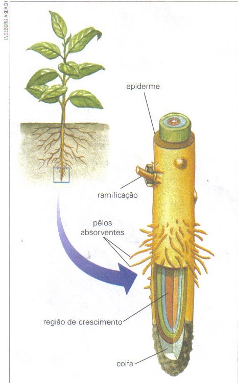 FuturaBióloga: Angiospermas: a raiz.