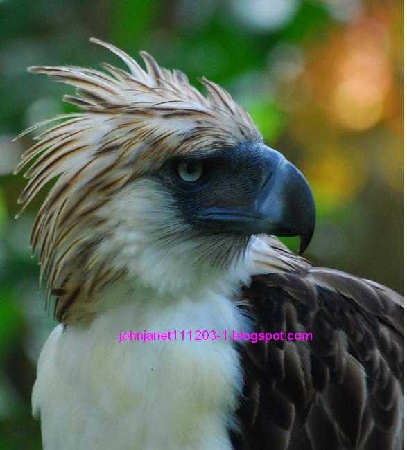 Proud to be Filipino: Philippine Eagle
