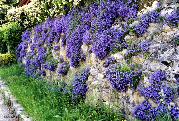 Mur aux campanules | Jardinería, Rocalla, Plantas