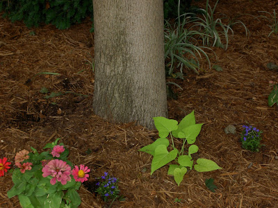 Love Your Lawn: Improper Planting Causes Girdling Roots