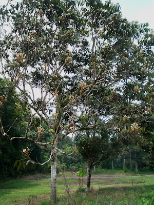 My Sarawak (2nd Ed.): Canarium odontophyllum ( " Dabai ")