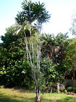 My Sarawak (2nd Ed.): A Tree of Power- the Tongkat Ali