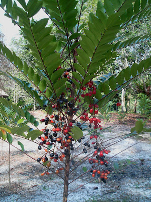 My Sarawak (2nd Ed.): A Tree of Power- the Tongkat Ali