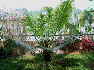 Gymnospermae | de Biology