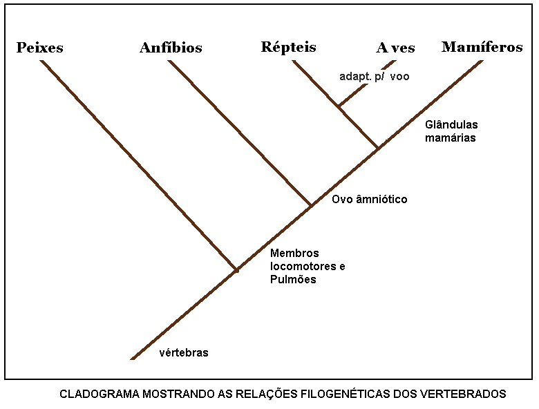 BIOLOGIA PARA A VIDA : CLADOGRAMAS SIMPLIFICADOS: CLASSES DE VERTEBRADOS